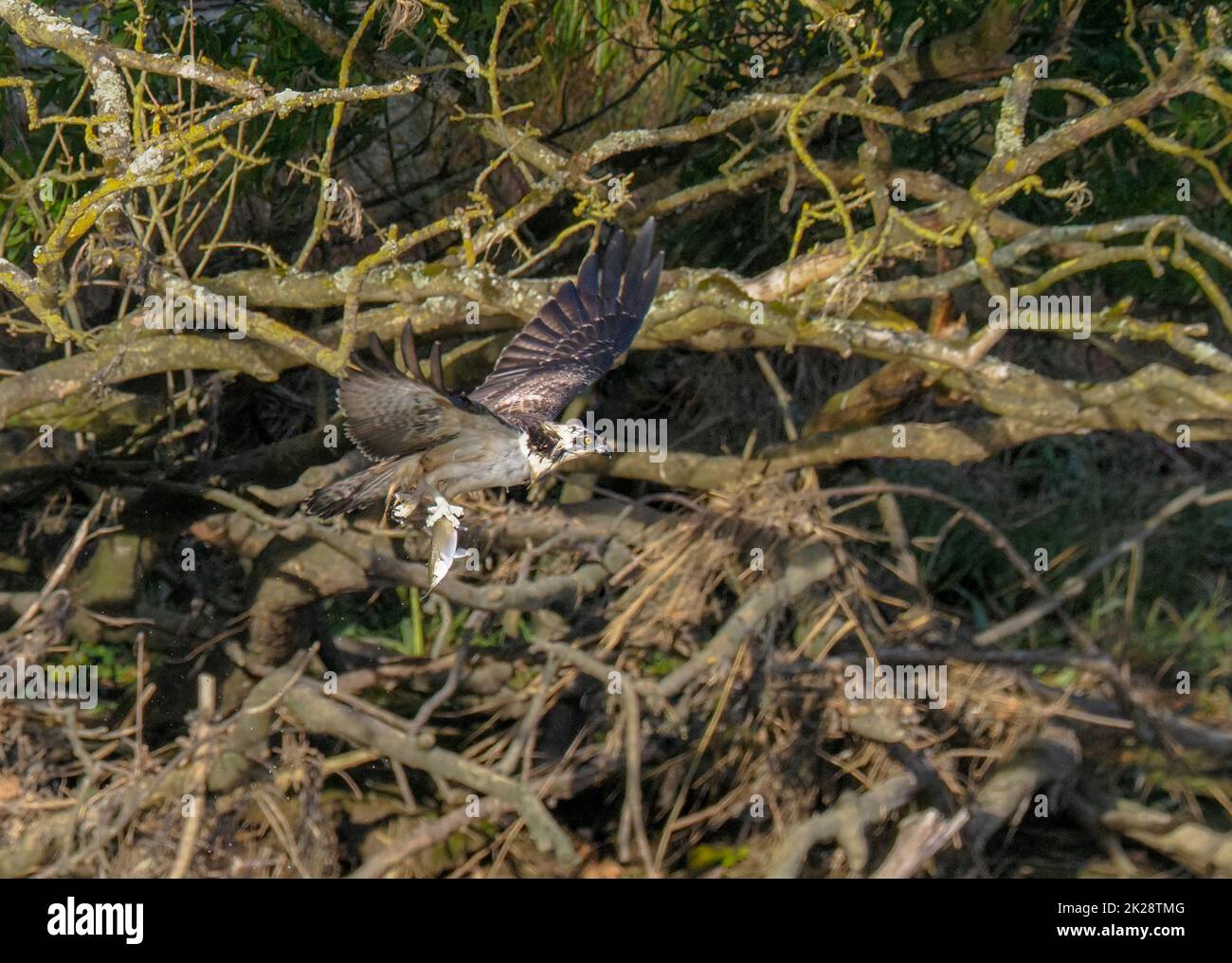 Unringed juvenile Osprey hunting over the River Teifi, Wales Stock ...