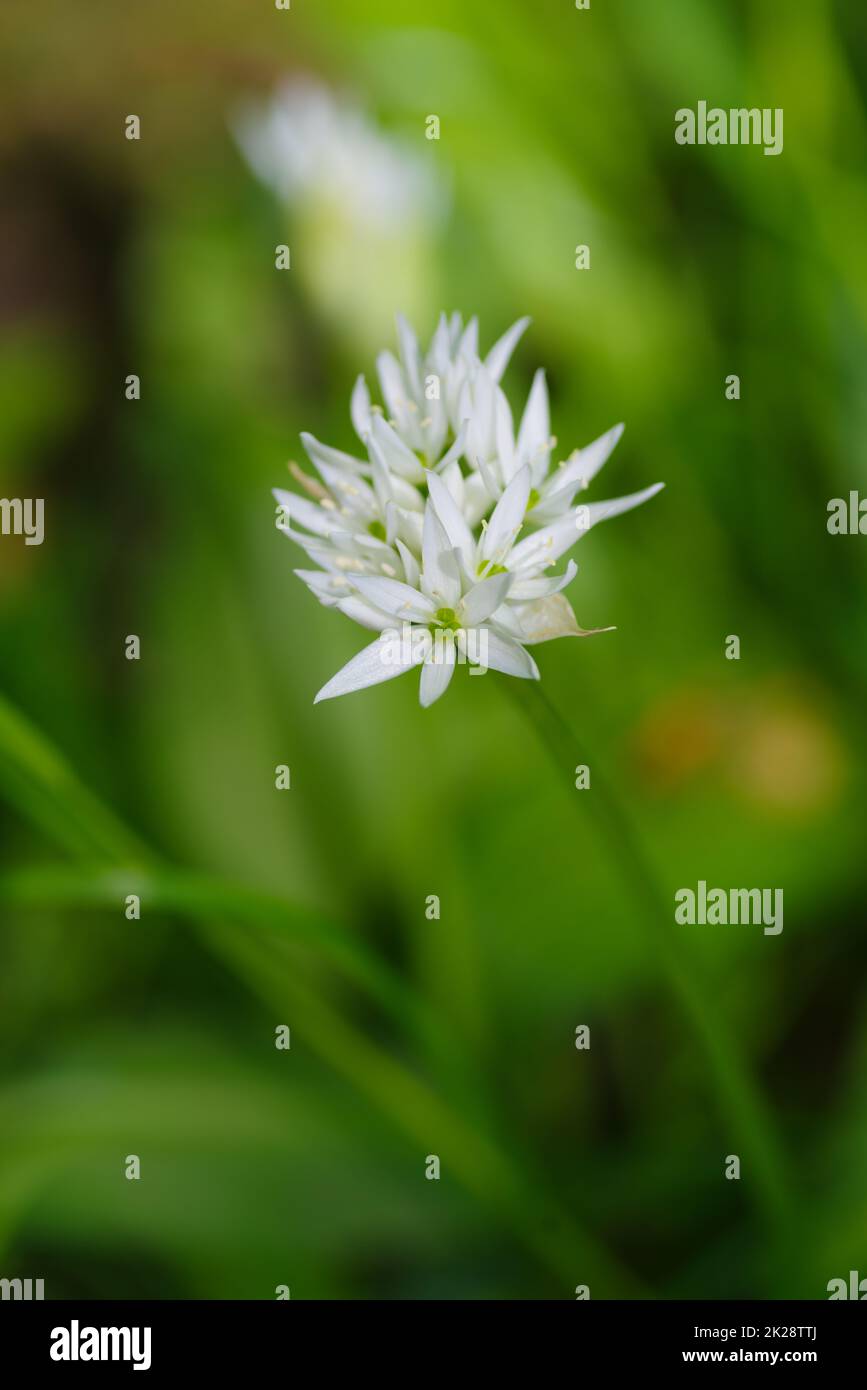 Healing herbs images hi-res stock photography and images - Alamy