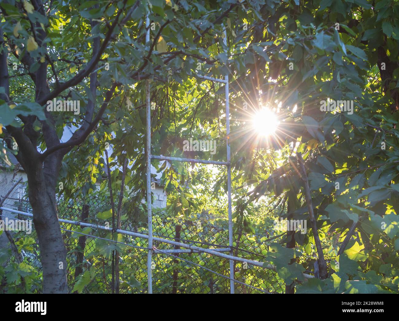 The sun rays at sunset among the leaves of the trees in the garden ...