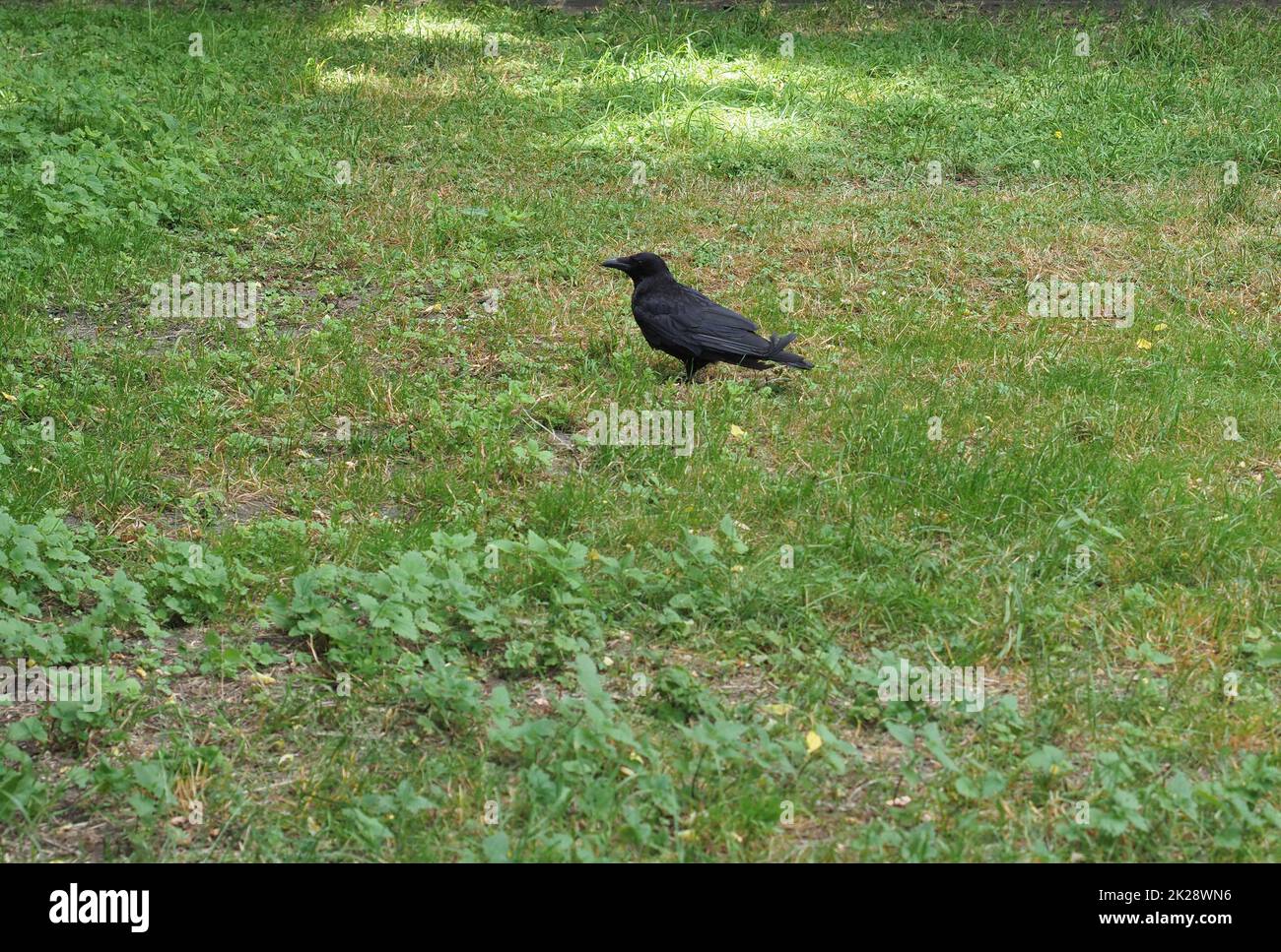 black crow aka raven scientific name Corvus of animal class birds Stock ...