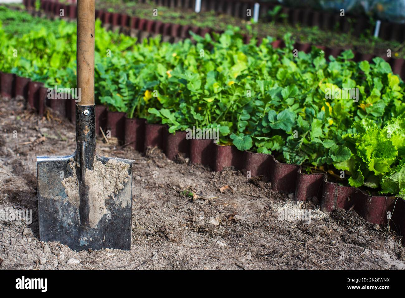 Farmer's garden tool - shovel. Gardening concept. Agricultural work on ...