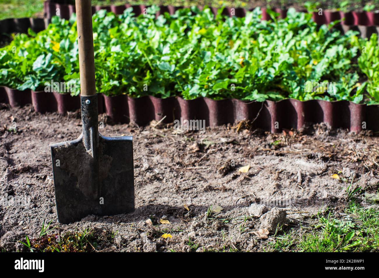 Farmer's garden tool - shovel. Gardening concept. Agricultural work on ...