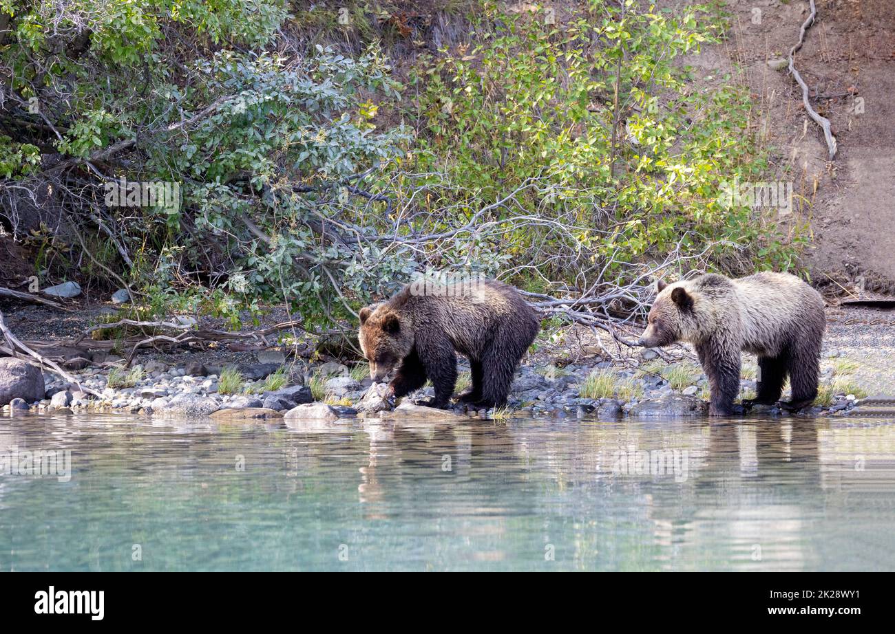 Two grizzly cubs waiting to eat leftover fish hi-res stock photography ...