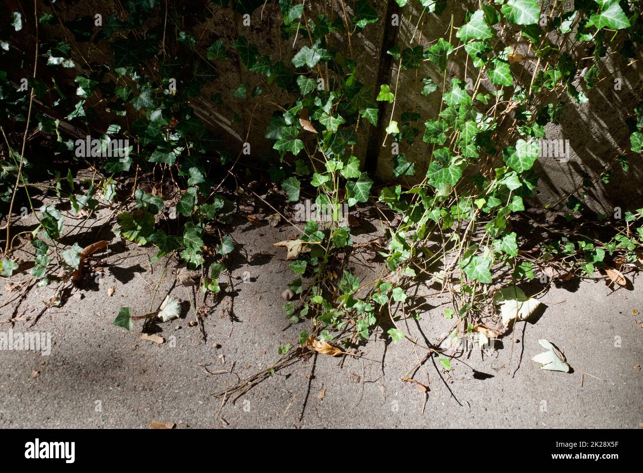 Vines growing down to the ground Stock Photo - Alamy