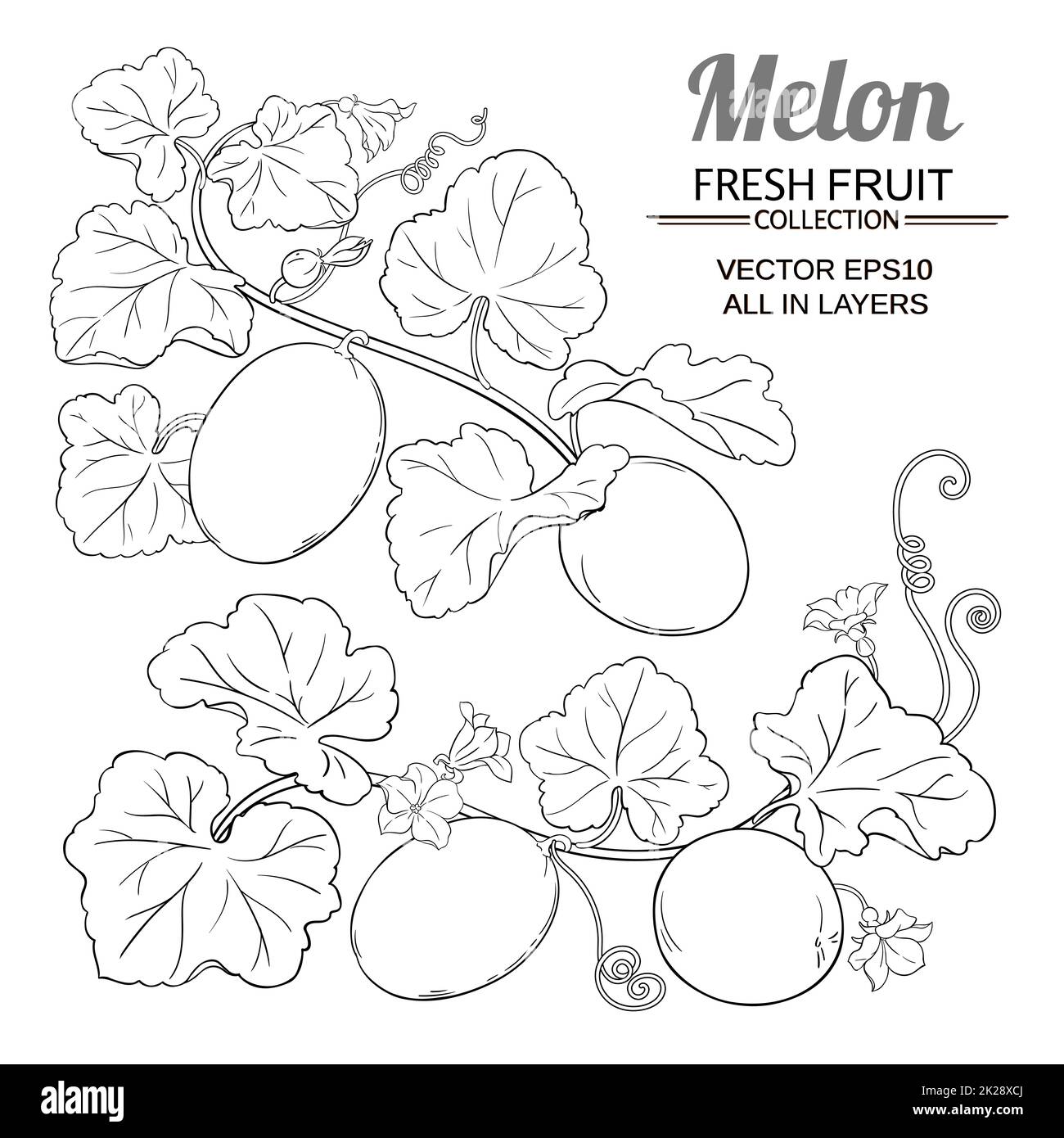 melon plant vector set on white background Stock Photo - Alamy