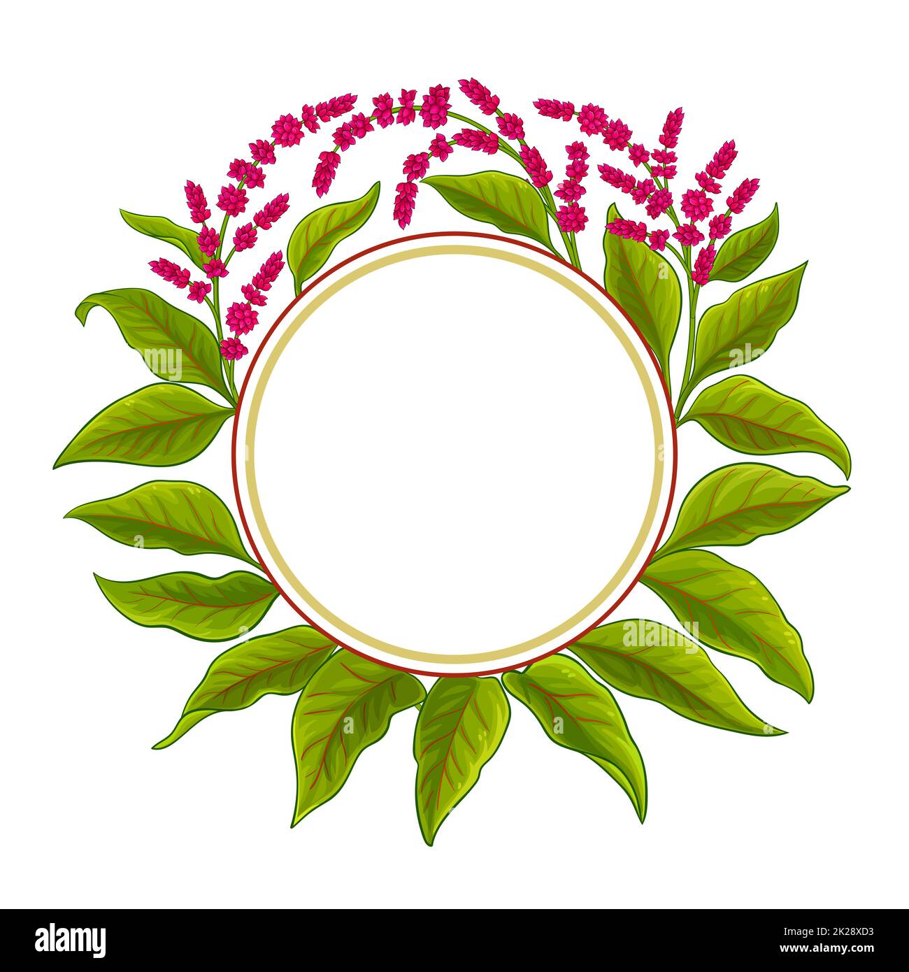 amaranth plant vector frame on white background Stock Photo - Alamy