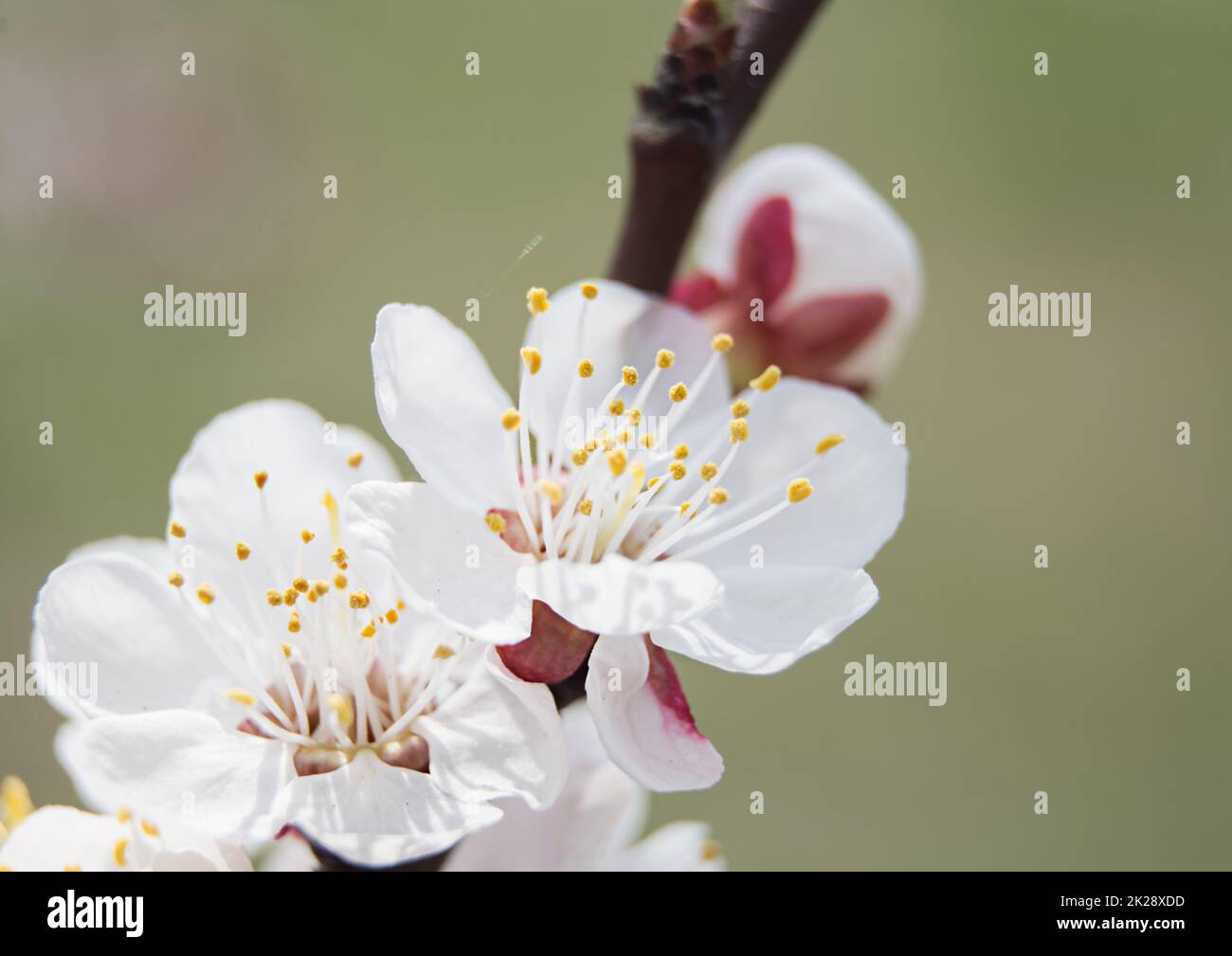 beautiful flowering branch Stock Photo - Alamy