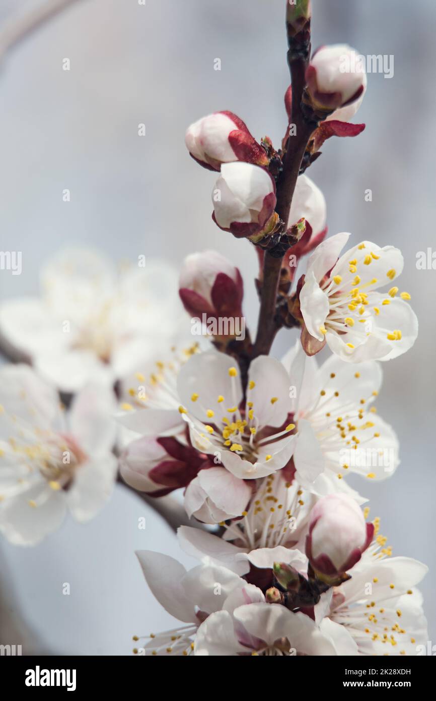 beautiful flowering branch Stock Photo - Alamy