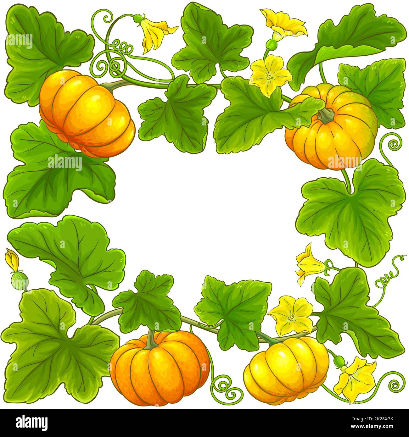 pumpkin plant vector frame on white background Stock Photo - Alamy