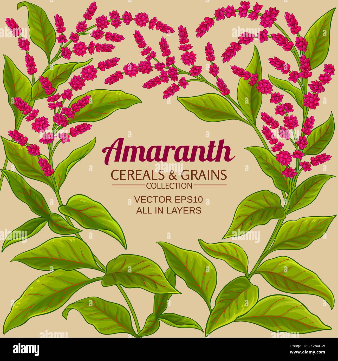 amaranth plant vector frame on color background Stock Photo - Alamy