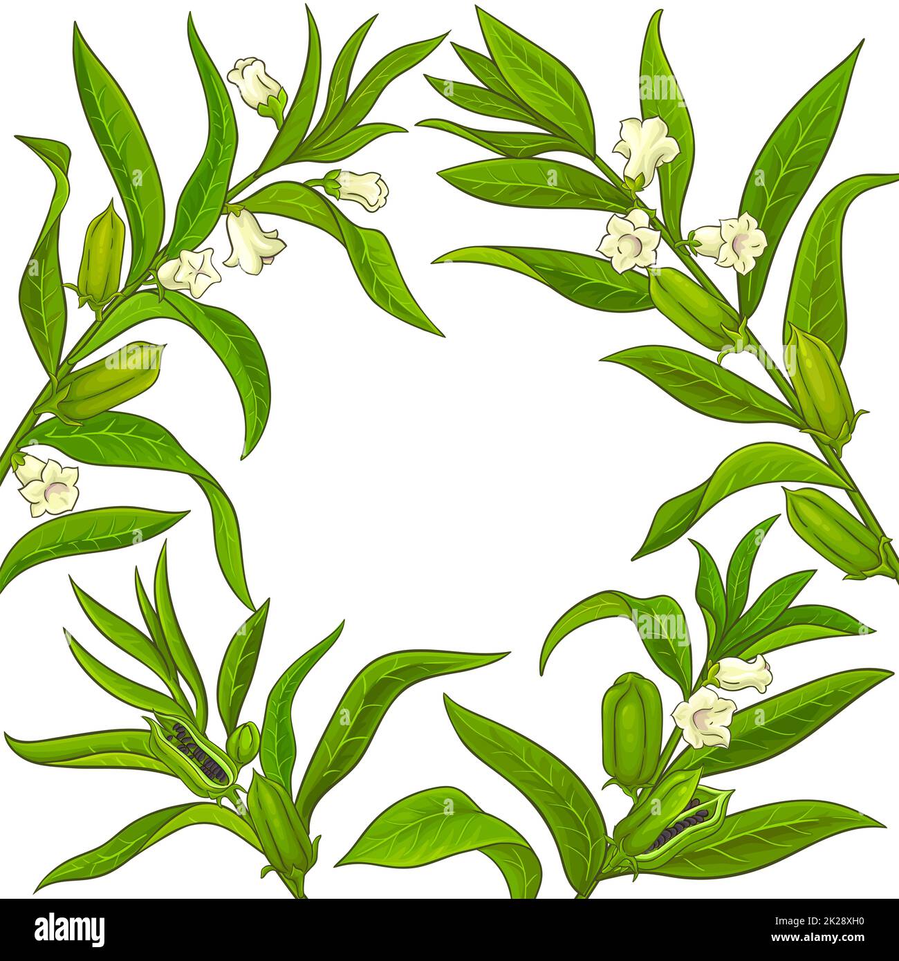 sesame plant vector frame on white background Stock Photo - Alamy