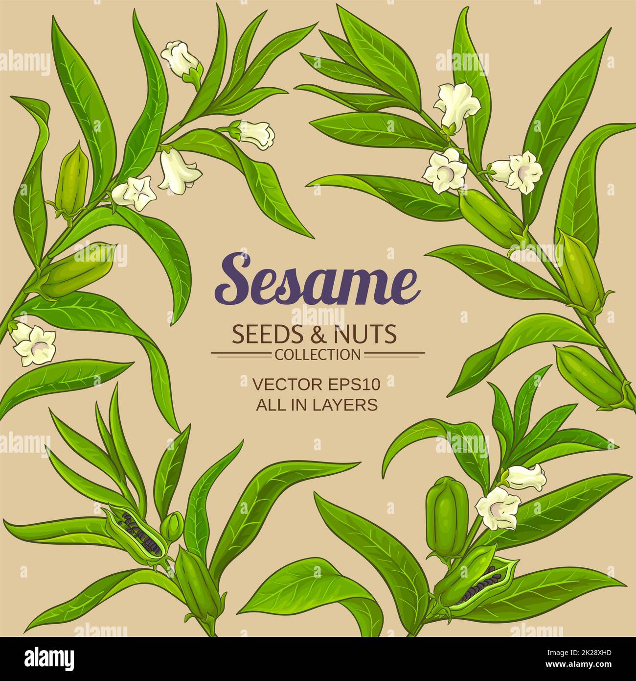 sesame plant vector frame on color background Stock Photo - Alamy