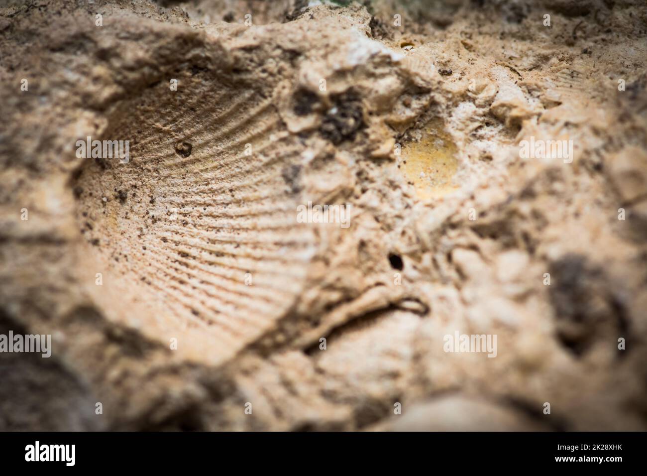 Sea shell fossils trapped in sandstone Stock Photo - Alamy