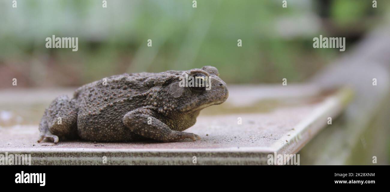Texas Toad Anaxyrus speciosus in Organic Garden Stock Photo - Alamy
