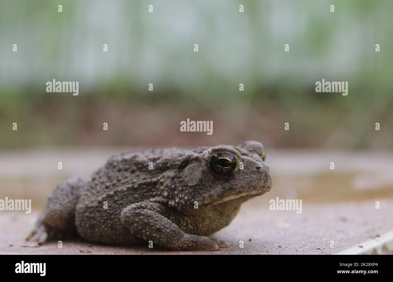 Texas Toad Anaxyrus speciosus in Organic Garden Stock Photo - Alamy