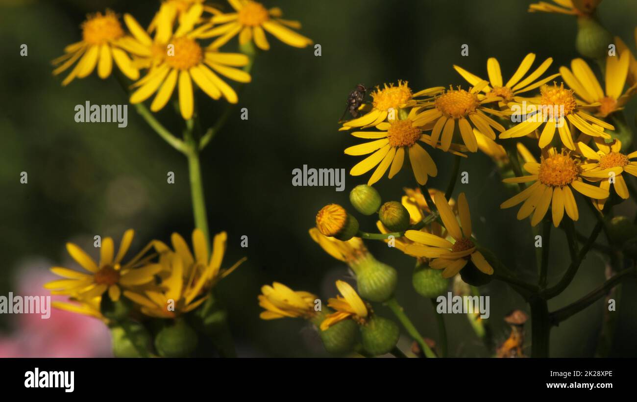 Cressleaf Groundsel Yellow Flowers Packera glabella in Summer Meadow ...