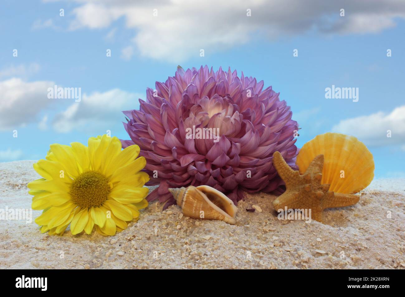 Sea Shell and Flowers on Sand With Blue Sky Background Stock Photo - Alamy