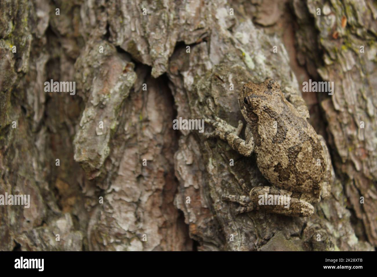 Gray Tree Frog Hyla chrysoscelis on pine tree in Eastern Texas Stock ...