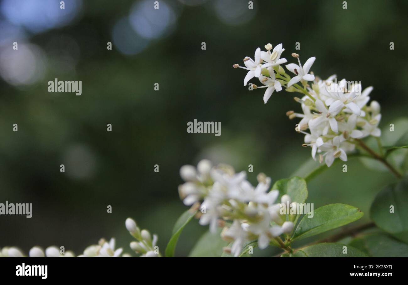 Texas Flowering Privet Ligustrum Shrub Shallow DOF Stock Photo - Alamy