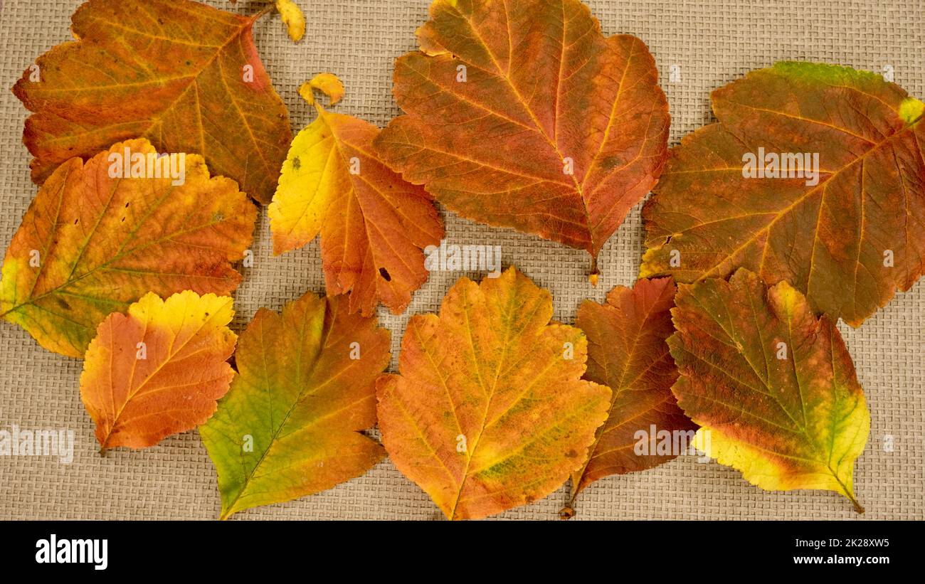 Autumn leaves background Stock Photo - Alamy