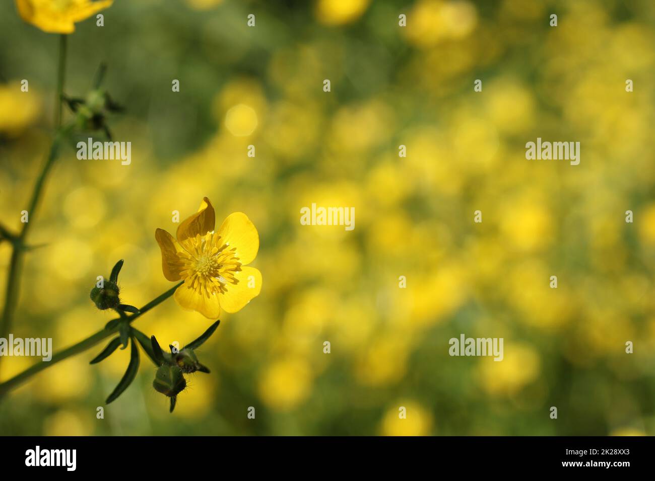 Texas Wildflower Yellow Buttercup Ranunculus bulbosus - Bulbous ...
