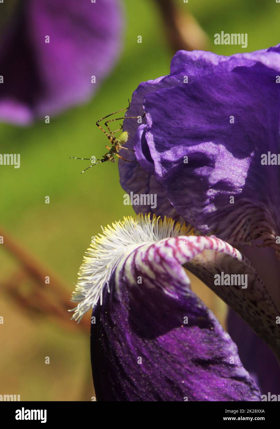Iris lily purple flower hi-res stock photography and images - Alamy
