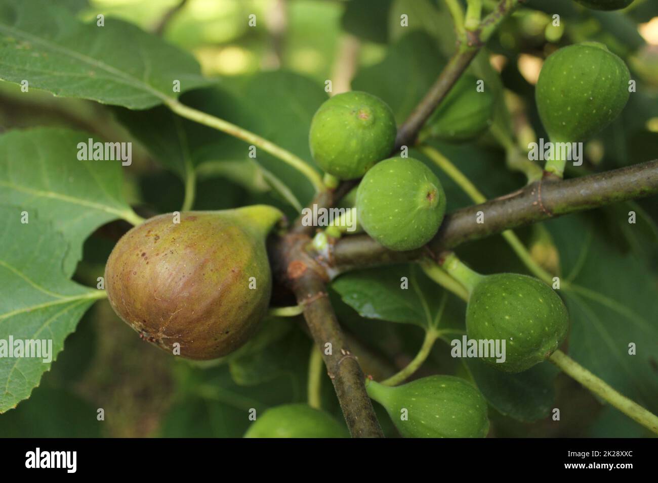 Fresh Figs Growing on Tree Ripe Fig and Green Figs Stock Photo - Alamy
