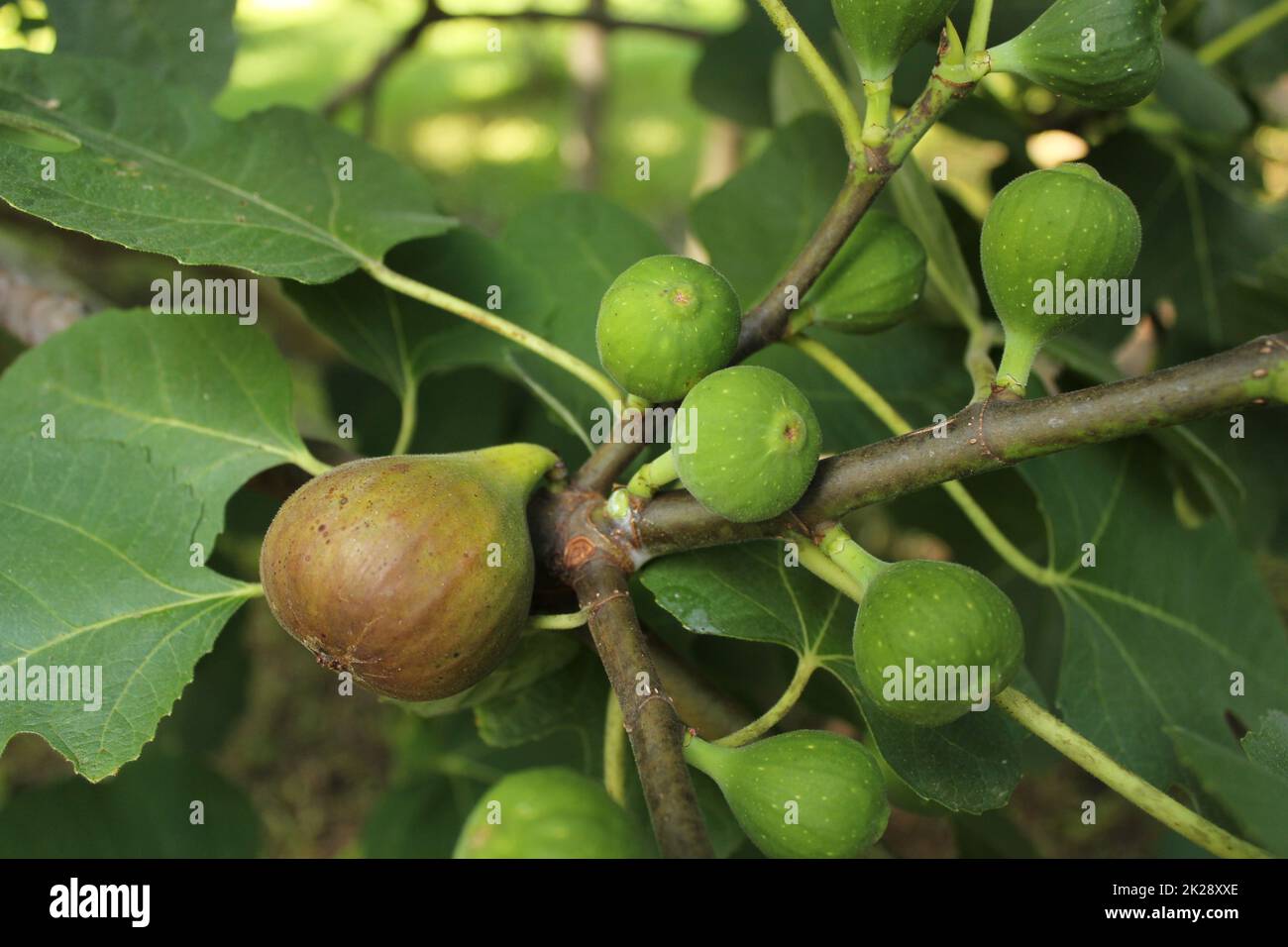 Fresh Figs Growing on Tree Ripe Fig and Green Figs Stock Photo - Alamy