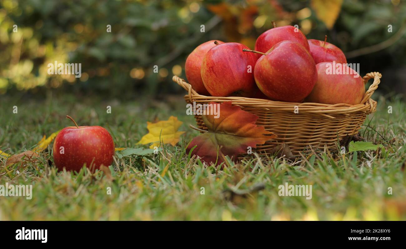 Red apples in grass autumn hi-res stock photography and images - Alamy