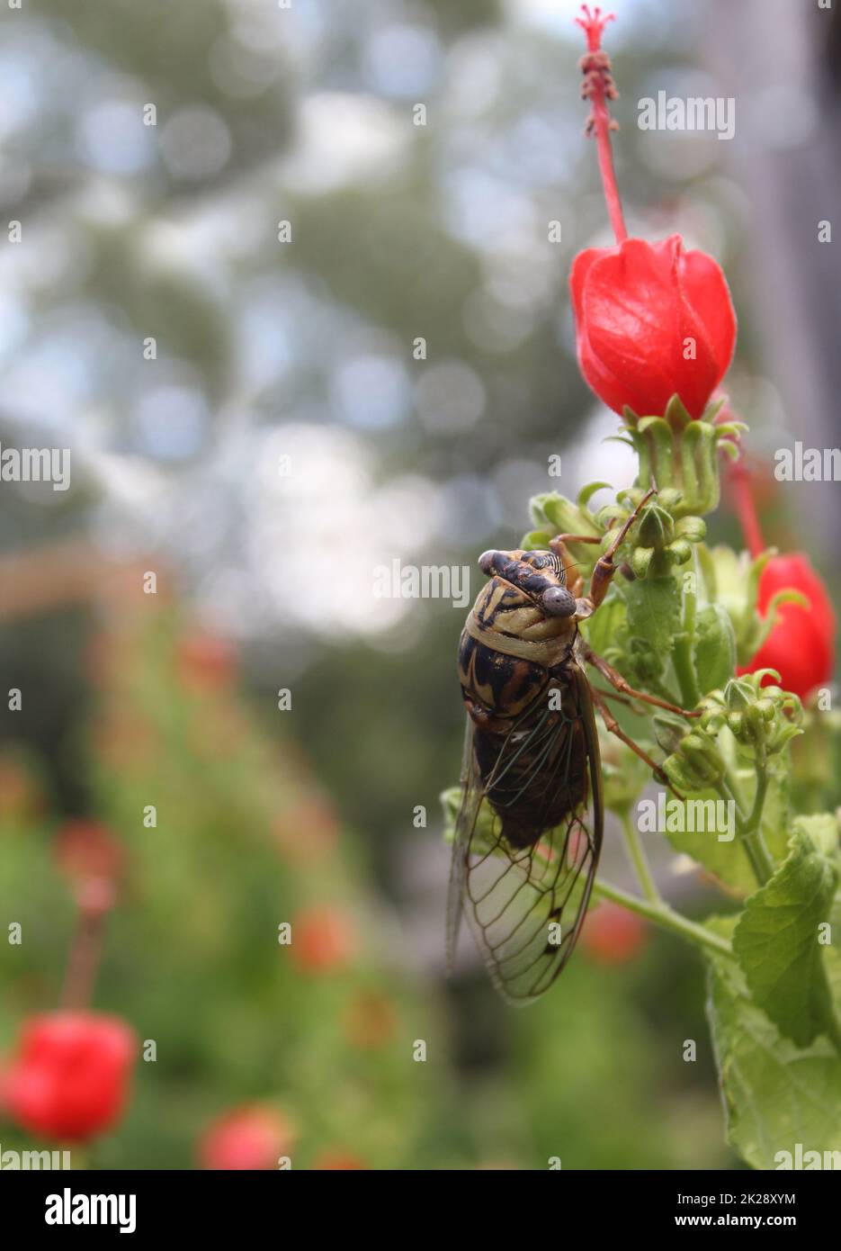 Cicada Insect on Turk's Cap Flower Outdoors in Garden Stock Photo - Alamy