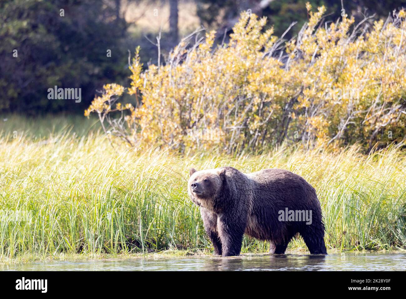 Grizzly Bear Sniffing the Air Stock Photo - Alamy