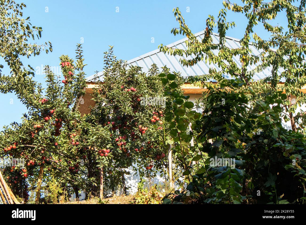 Apple tree house autumn hi-res stock photography and images - Alamy