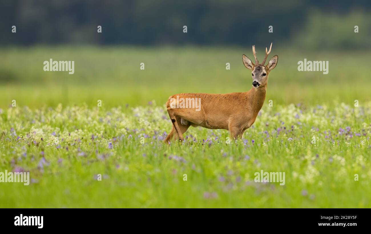 Male roe deer standing in summertime nature and looking back over ...