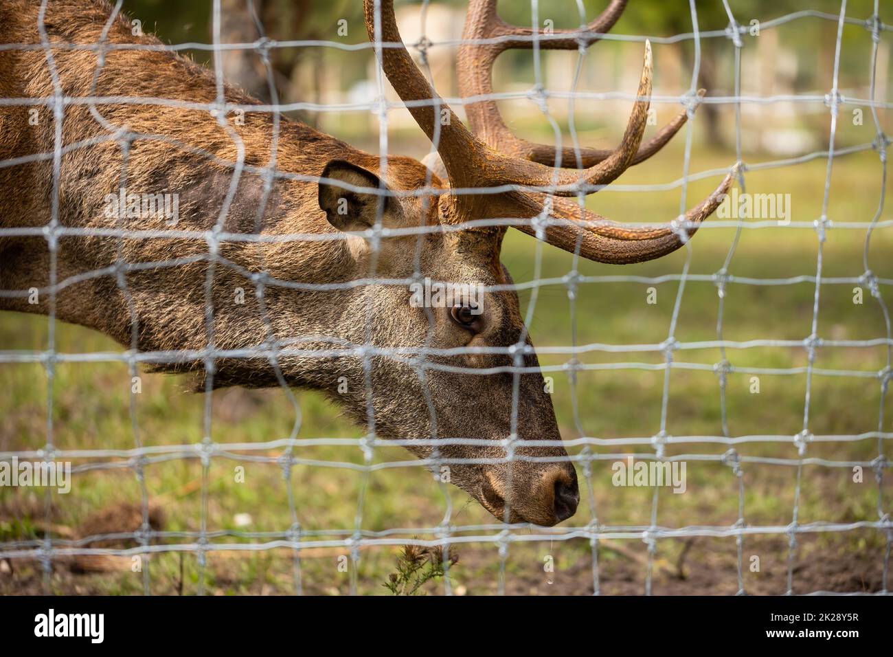 Sad red deer trapped in capture on farm in close up Stock Photo - Alamy