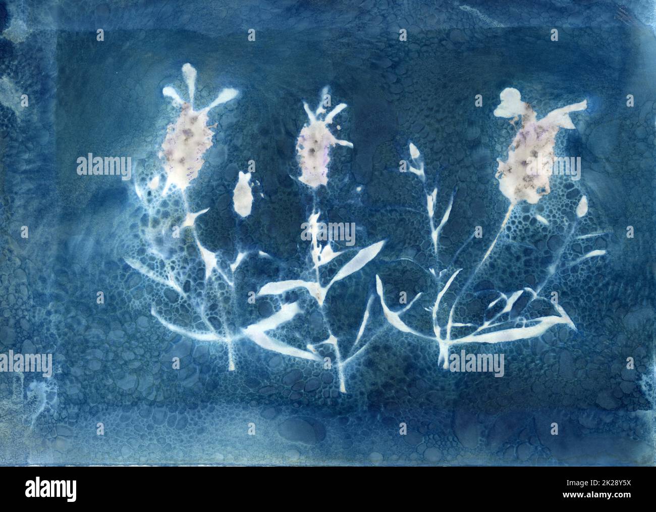 Wet Cyanotype of a Lavandula commonly known as Lavender, the ...