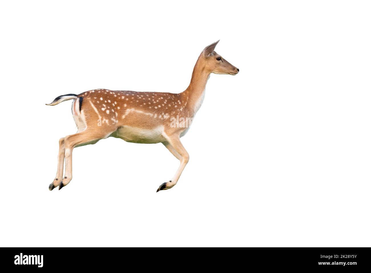 Fallow deer jumping from side isolated on white background Stock Photo ...