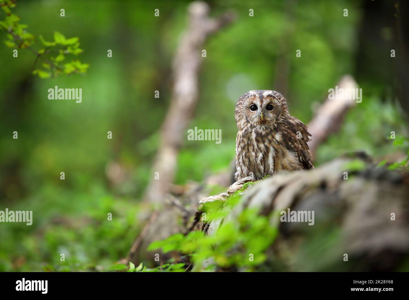 Sitting observing in the forest hi-res stock photography and images - Alamy
