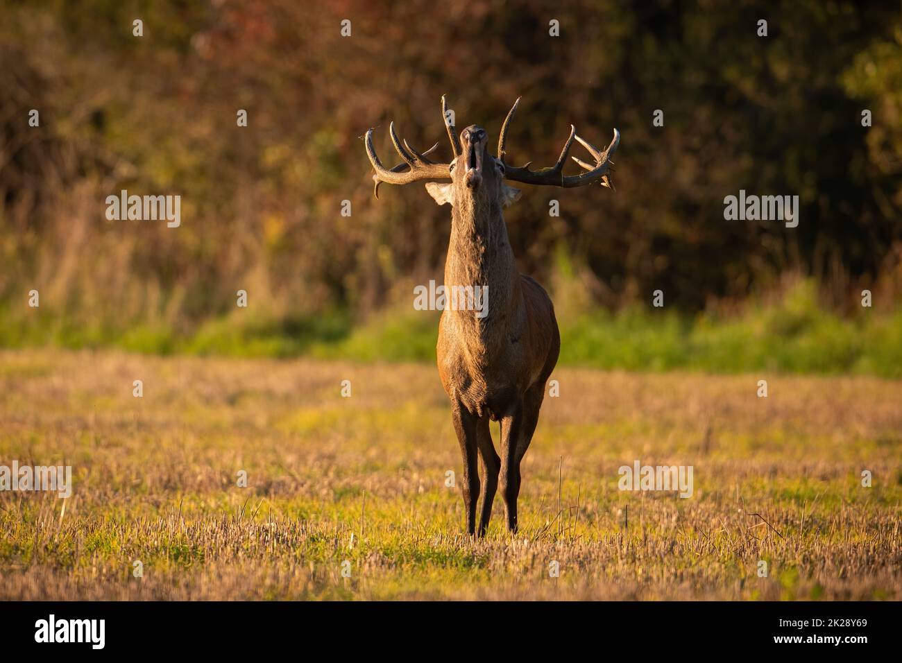 Red deer roaring on field in summertime golden hour Stock Photo - Alamy