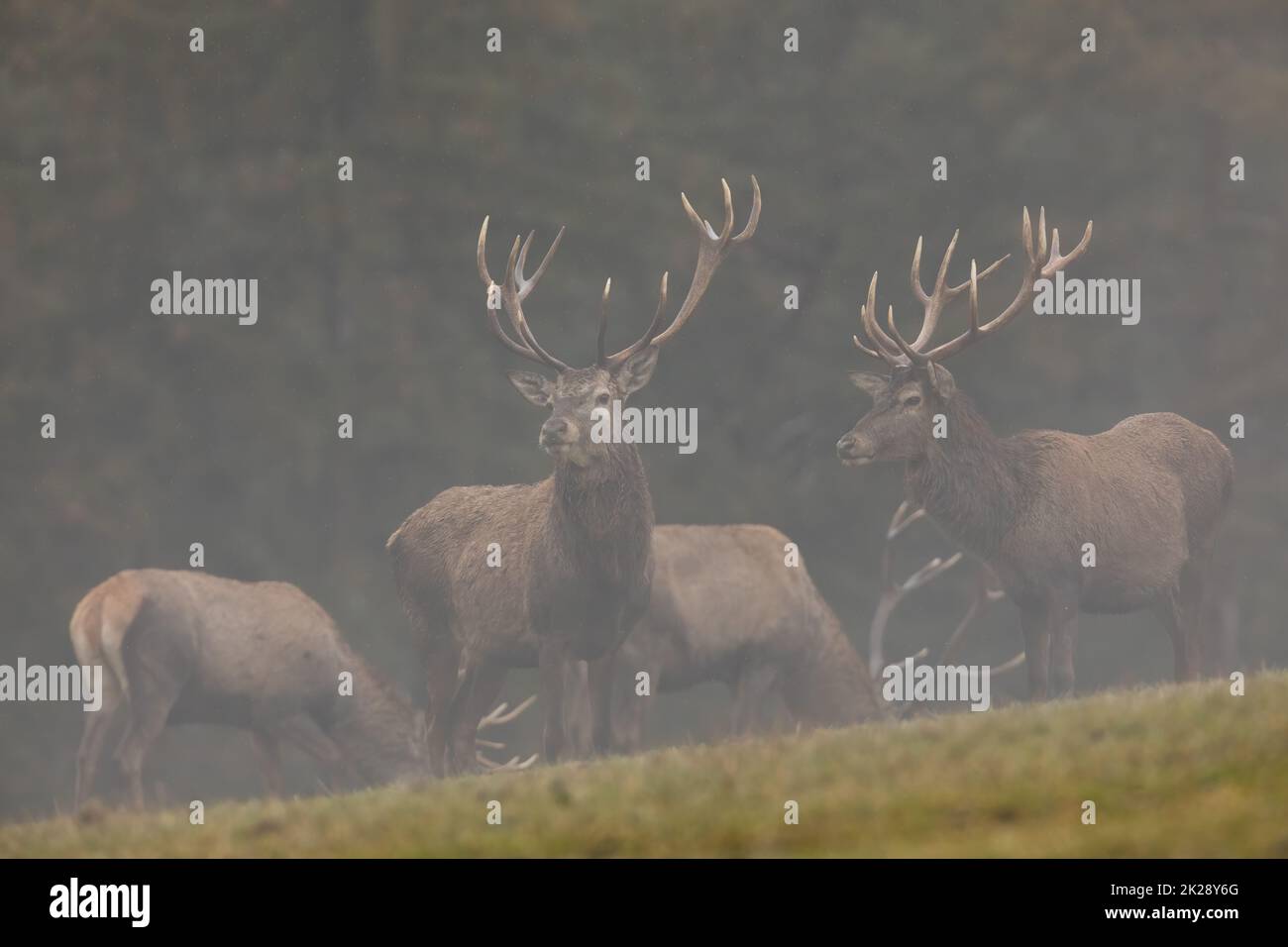 Herd of red deer grazing on a green green grass covered by autumn fog ...