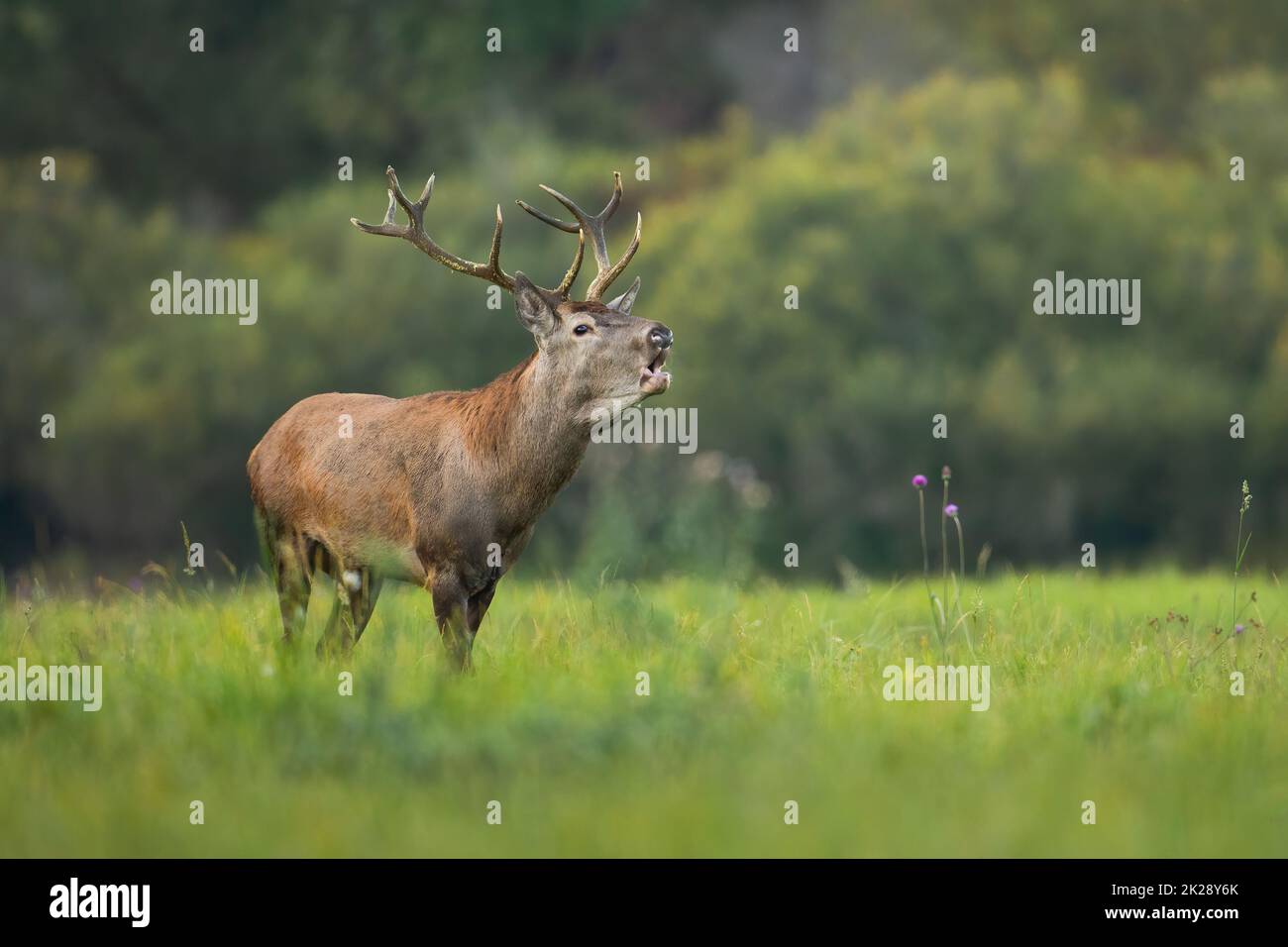 Deer roaring hi-res stock photography and images - Alamy