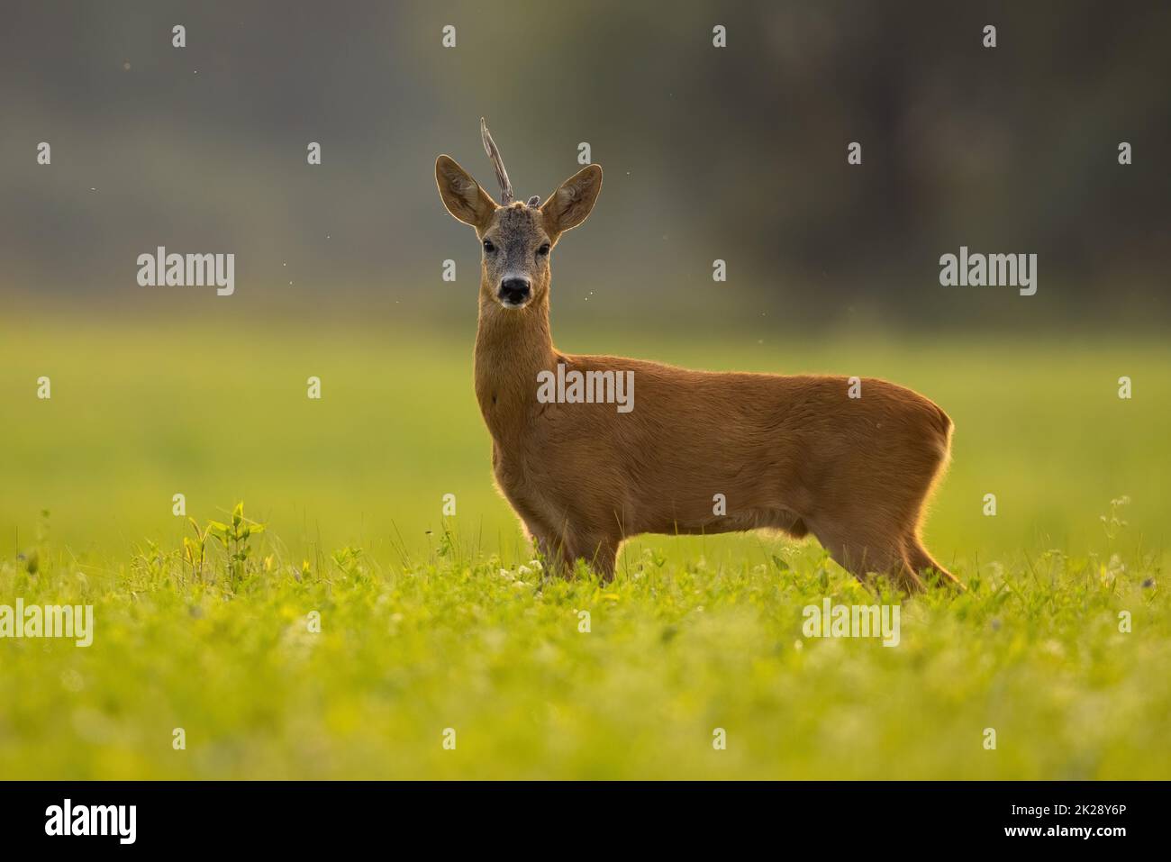 Roe deer with broken antler standing on grass in summer Stock Photo - Alamy