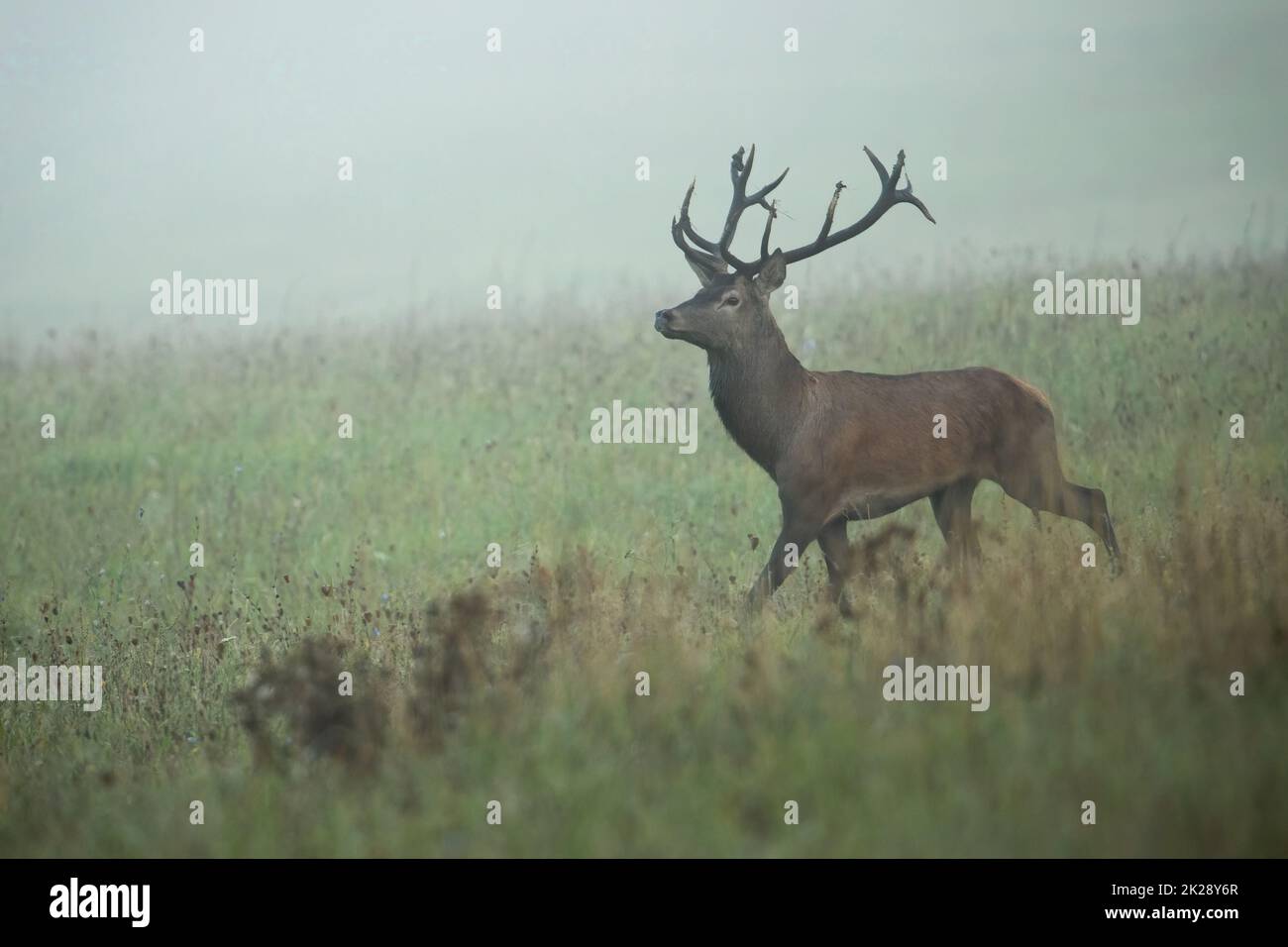 Deer walking hi-res stock photography and images - Alamy