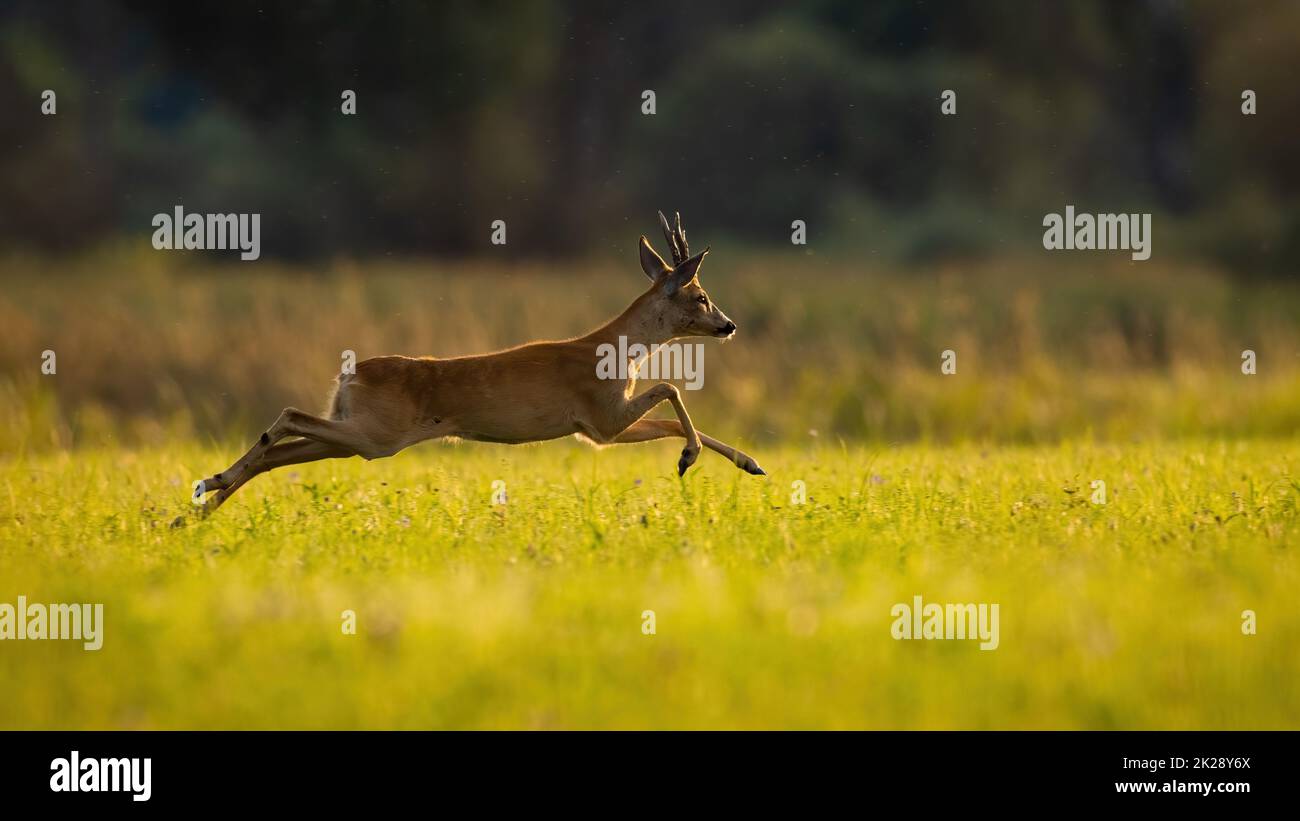 Meadow field in mid summer hi-res stock photography and images - Alamy