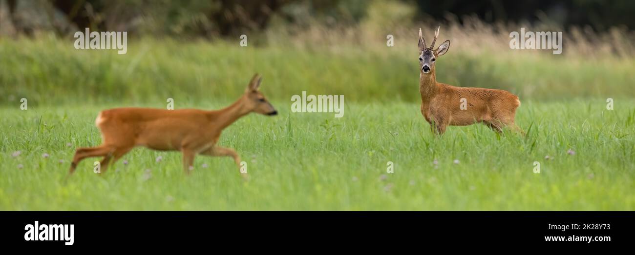 Couple of roe deer walking on meadow in mating season Stock Photo - Alamy