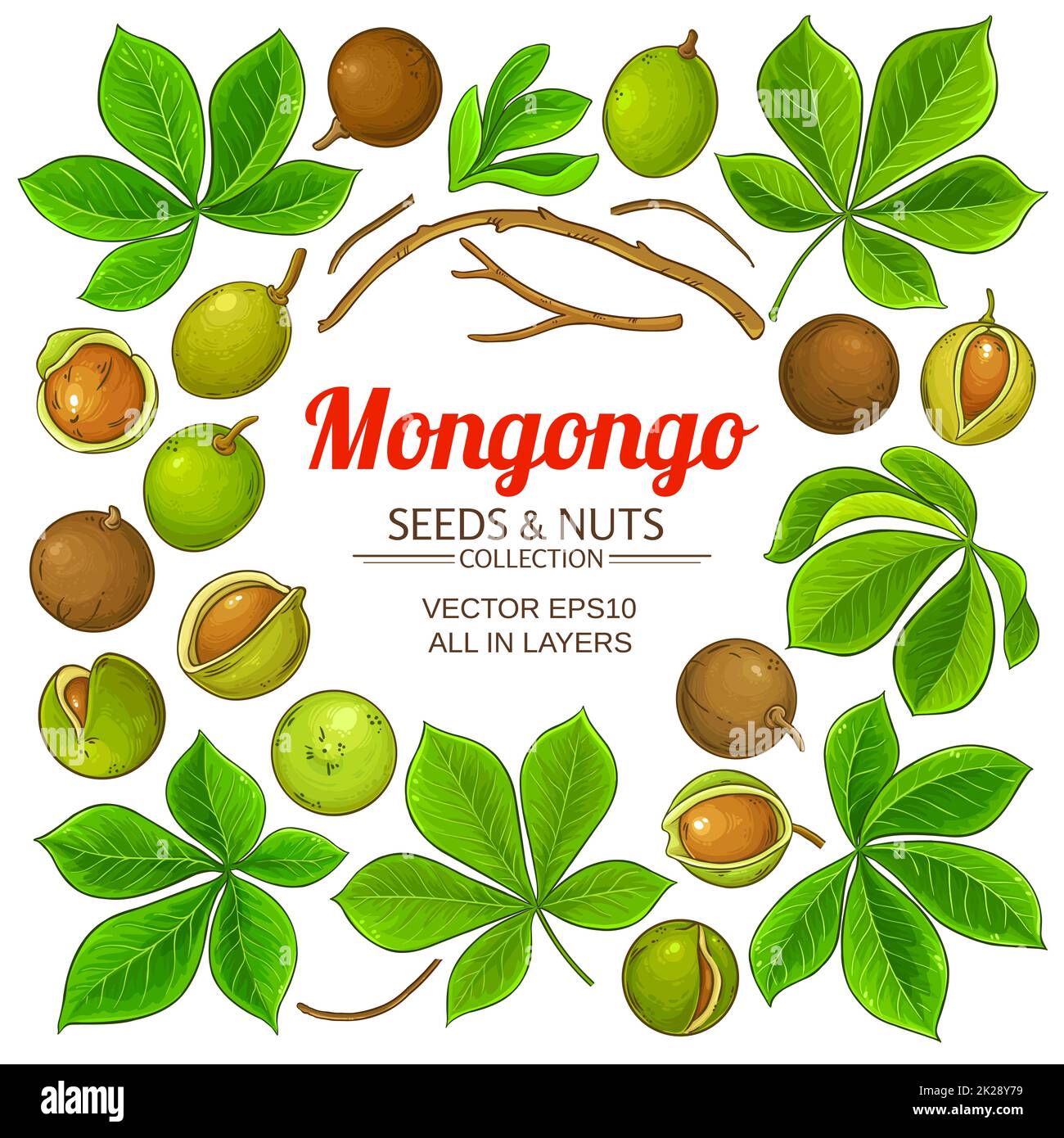 mongongo branches elements vector set on white background Stock Photo ...