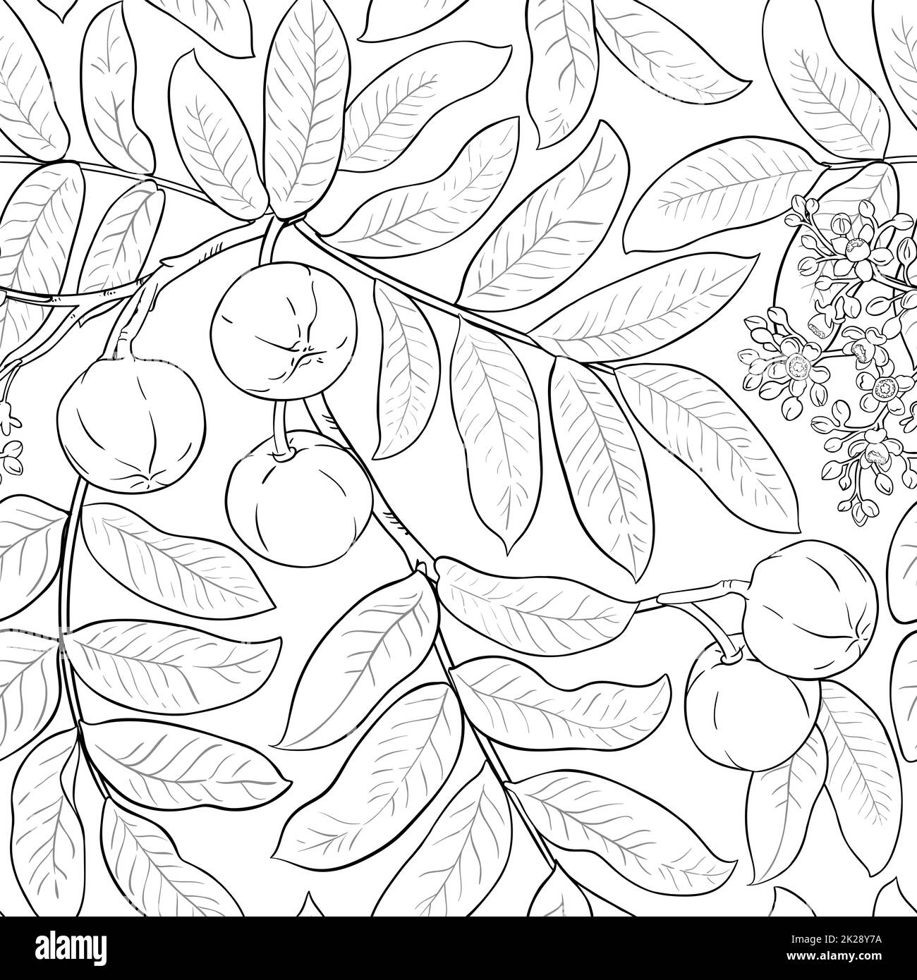 Andiroba leaf hi-res stock photography and images - Alamy