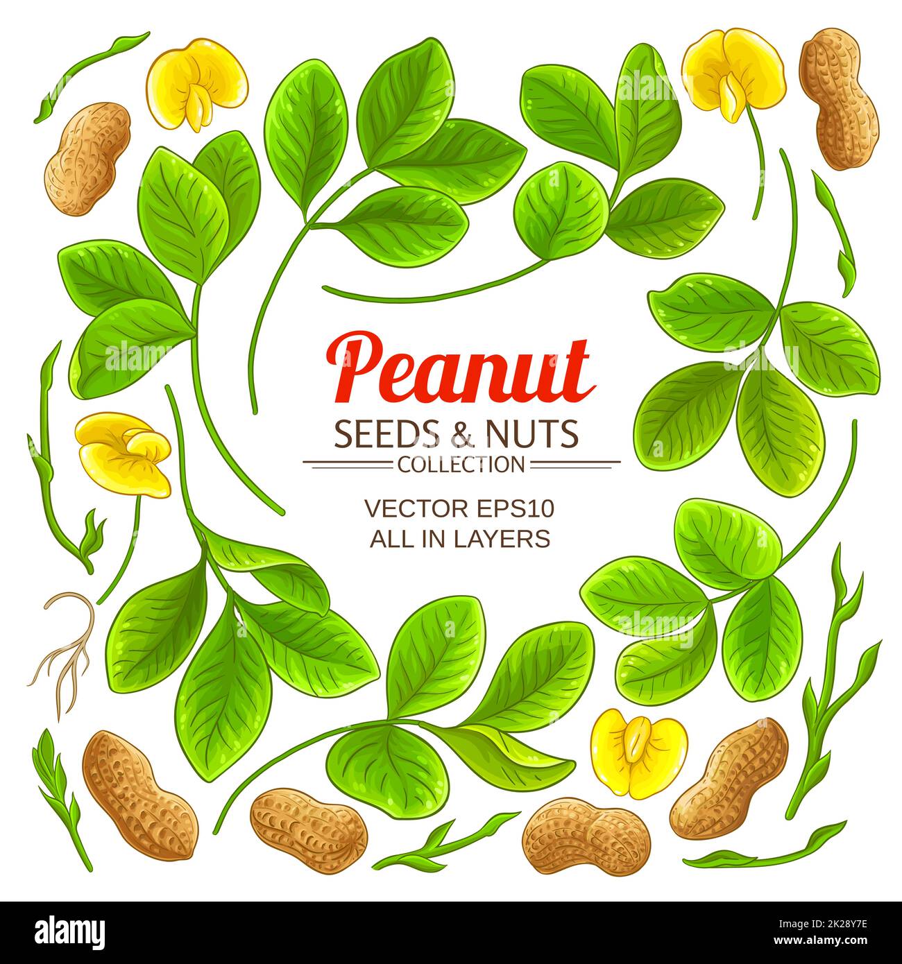 peanut plant elements set on white background Stock Photo - Alamy