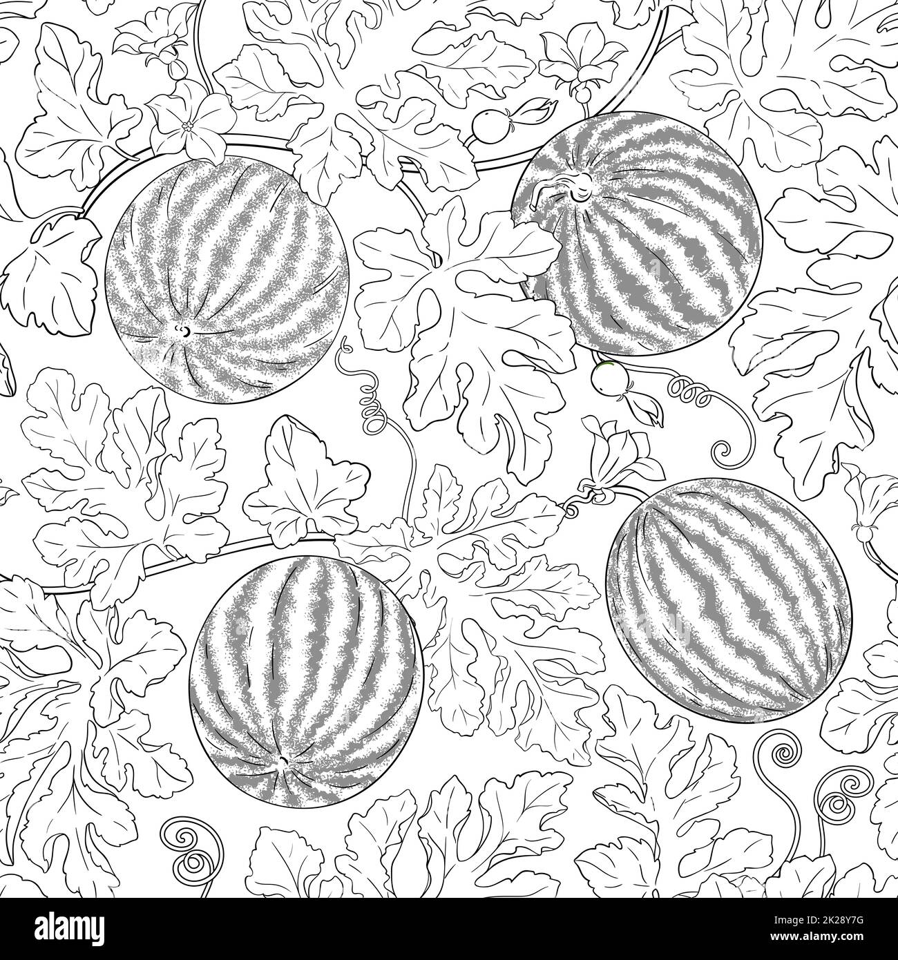 watermelon plant vector pattern on white background Stock Photo - Alamy