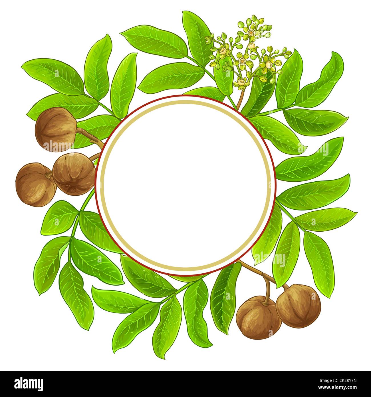 andiroba branches vector frame on white background Stock Photo - Alamy