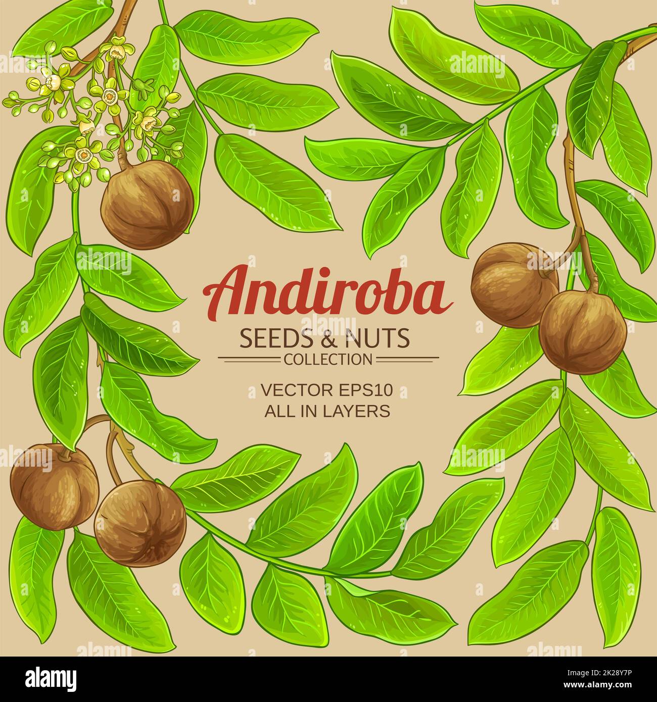 andiroba branches vector frame on color background Stock Photo - Alamy